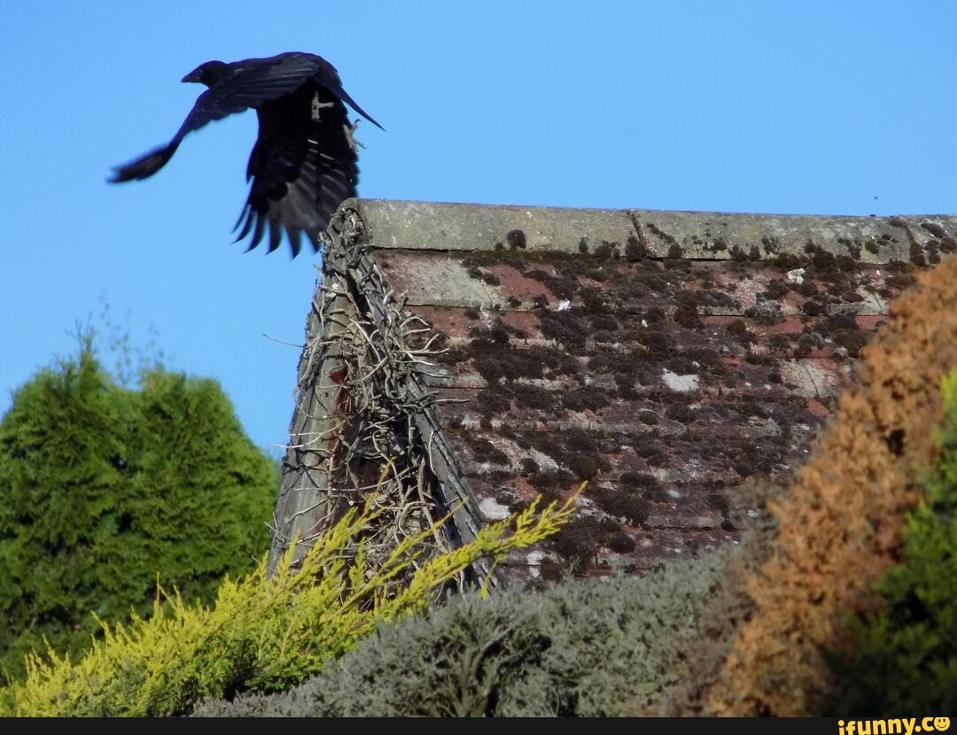 Offfff memes. Best Collection of funny Offfff pictures on iFunny