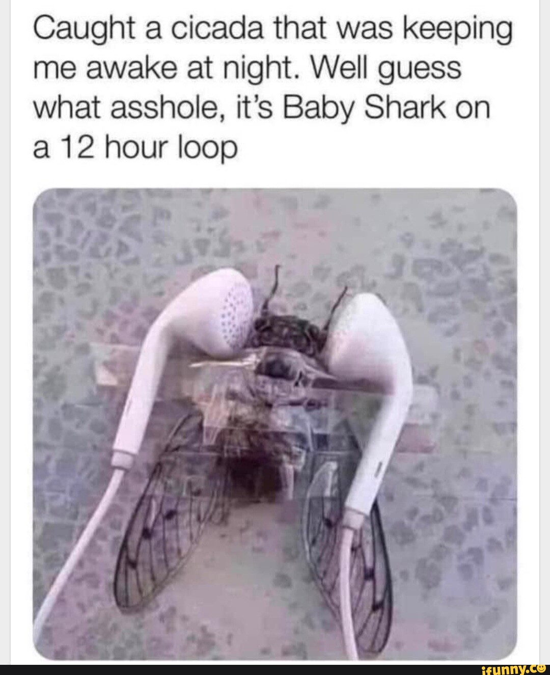 Cicada memes. Best Collection of funny Cicada pictures on iFunny