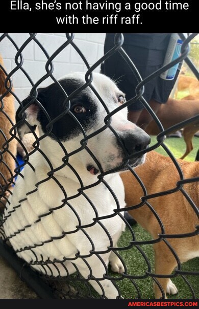 Ella, she's not having a good time with the riff raff - America’s best ...