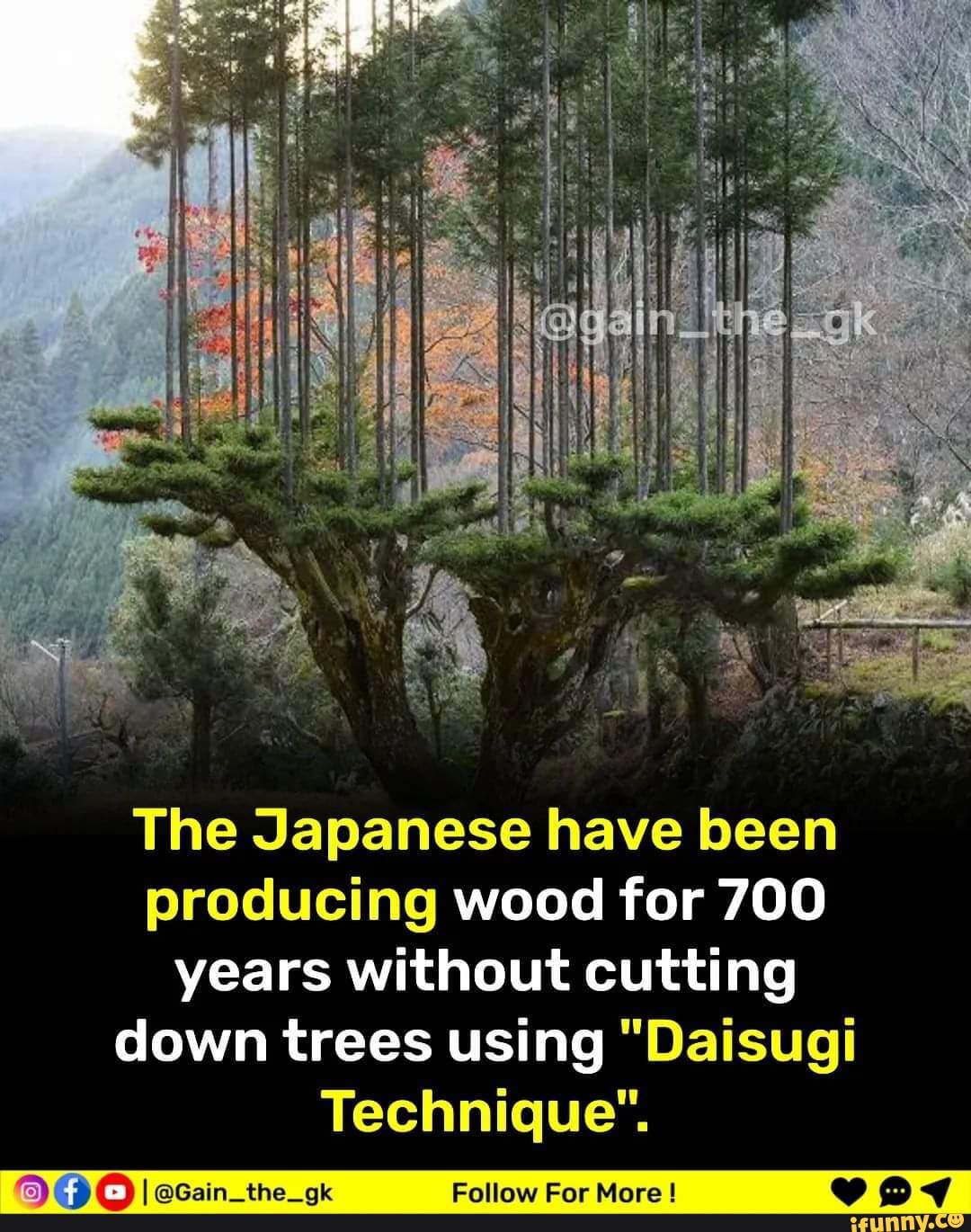 Daisugi memes. Best Collection of funny Daisugi pictures on iFunny