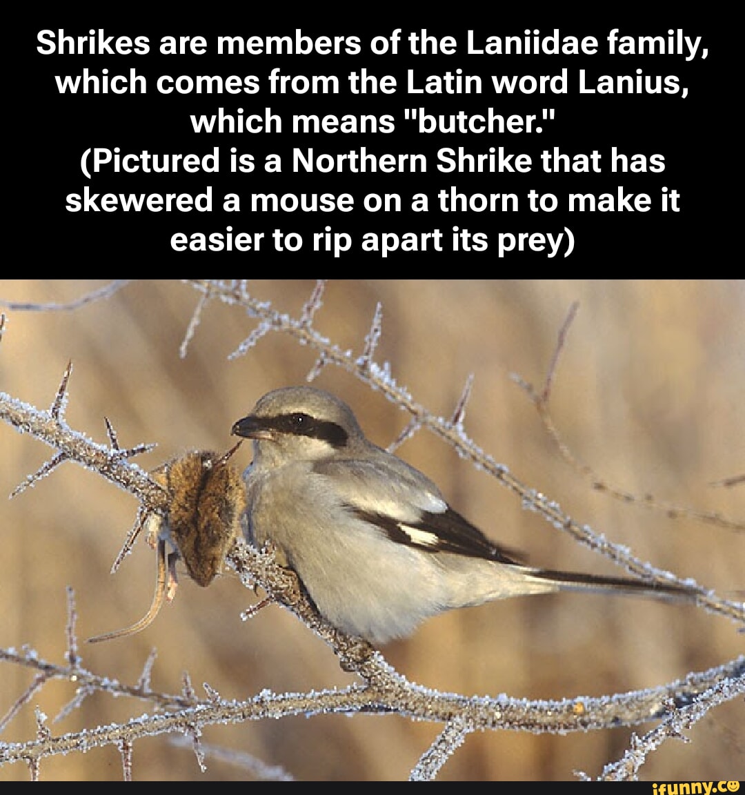 Shrike memes. Best Collection of funny Shrike pictures on iFunny