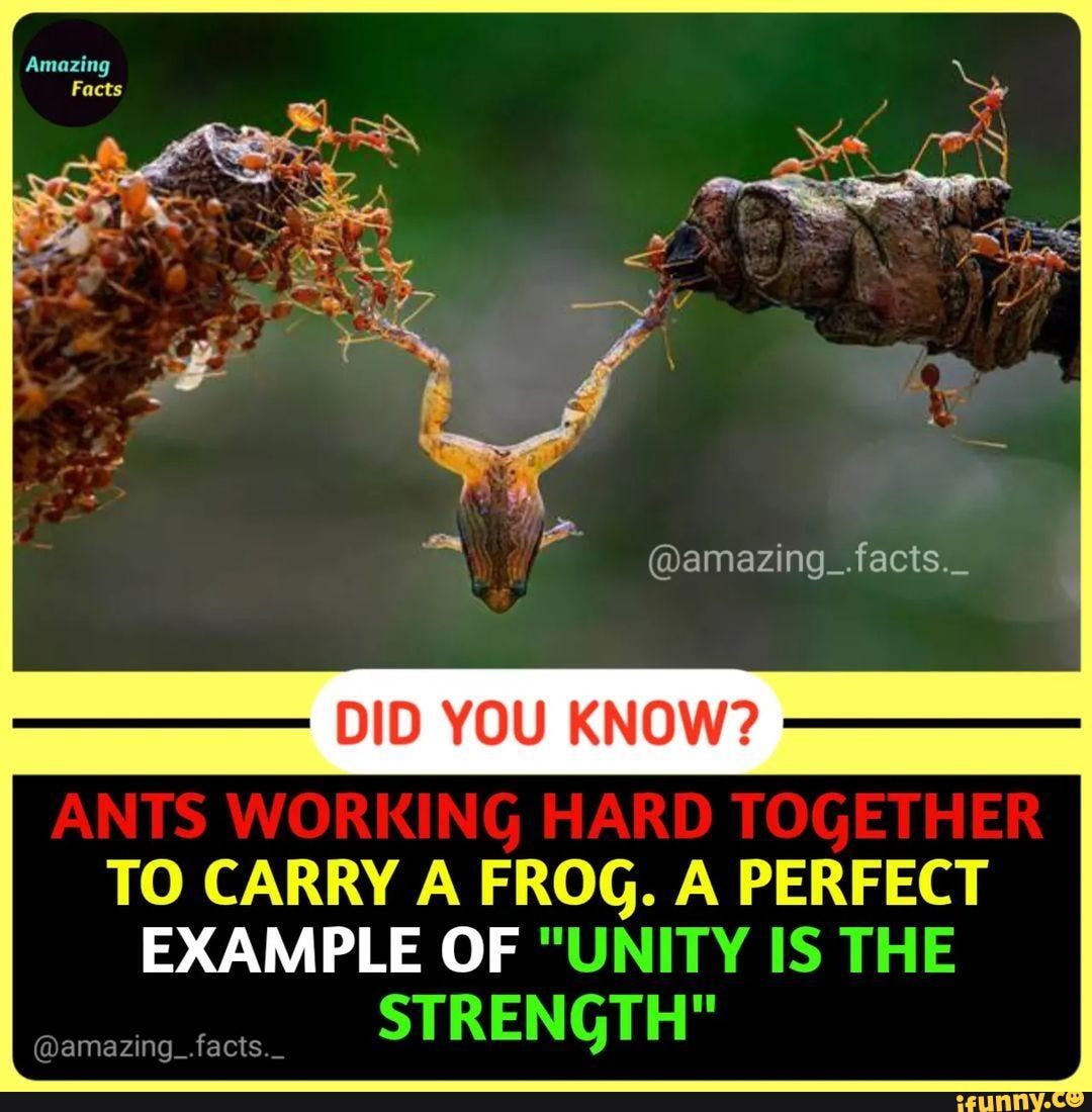 Amazing_.facts._ Amazing DID YOU KNOW? ANTS WORKING HARD TOG TO CARRY A ...