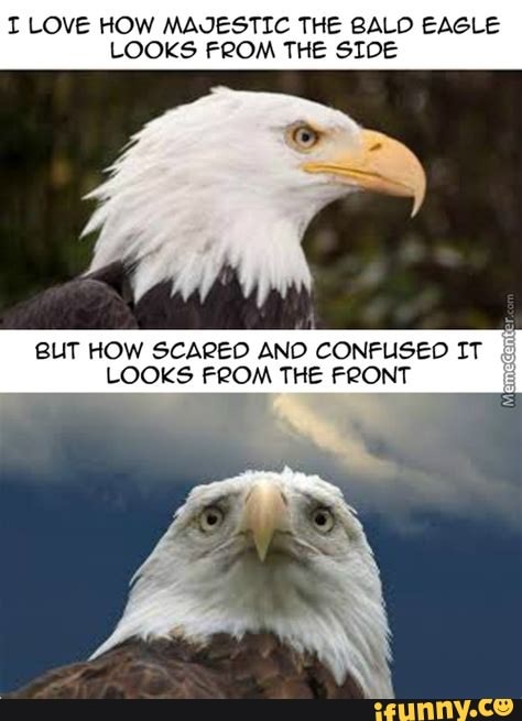LOVE HOW MAJESTIC THE BALD EAGLE LOOKS FROM THE SIDE BUT HOW SCARED AND ...