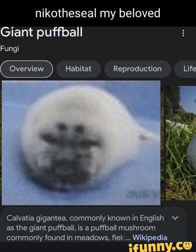 Seals memes. Best Collection of funny Seals pictures on iFunny