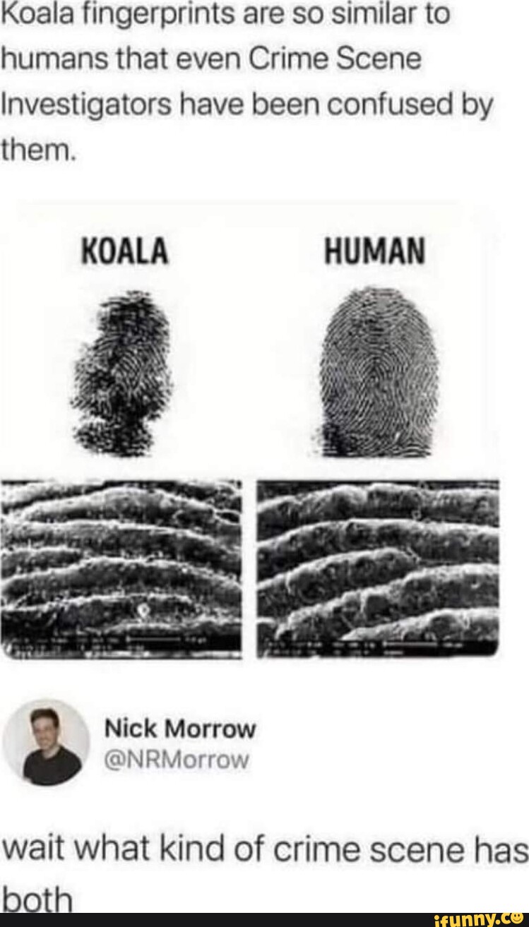 Koala fingerprints are so similar to humans that even Crime Scene ...