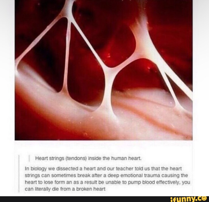 Heart strings (tendons) inside the human heart In biology we dissected ...