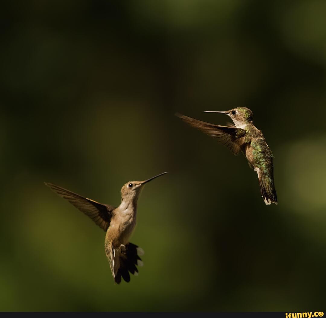 Ruby memes. Best Collection of funny Ruby pictures on iFunny