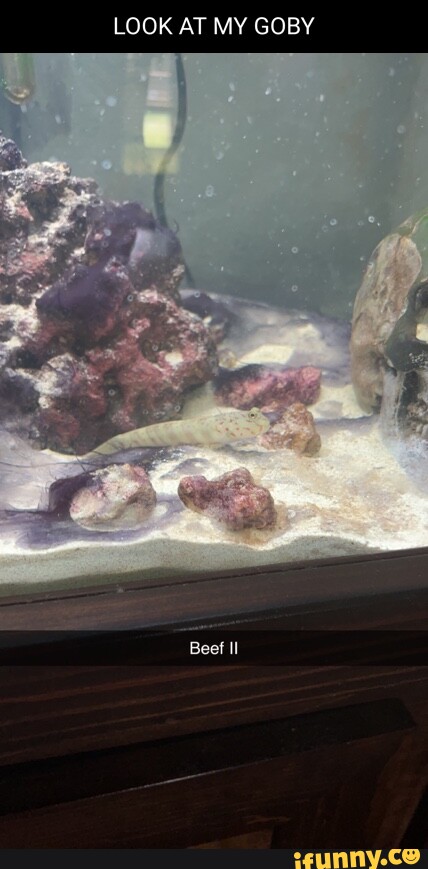 Goby memes. Best Collection of funny Goby pictures on iFunny