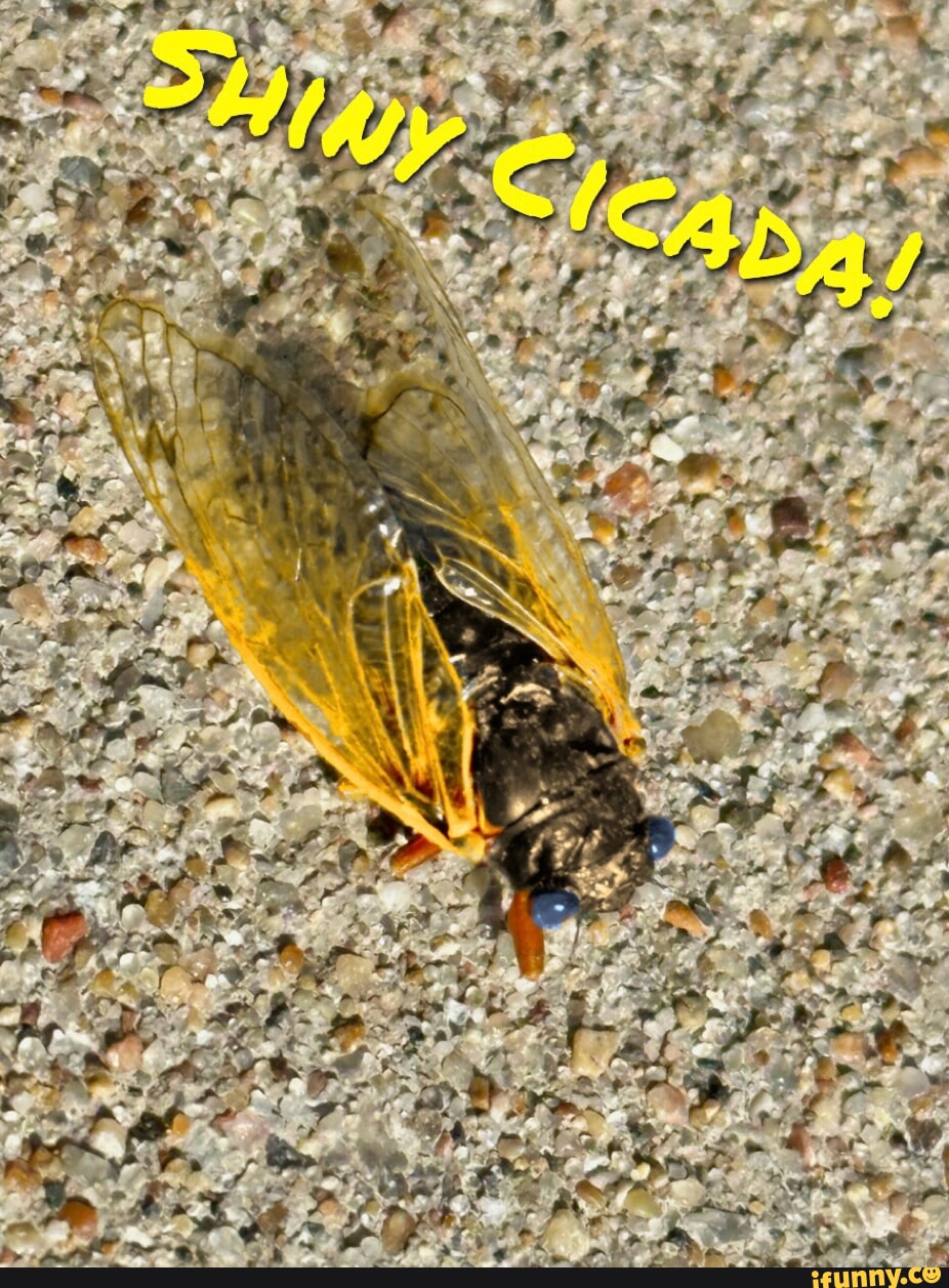 Cicada memes. Best Collection of funny Cicada pictures on iFunny