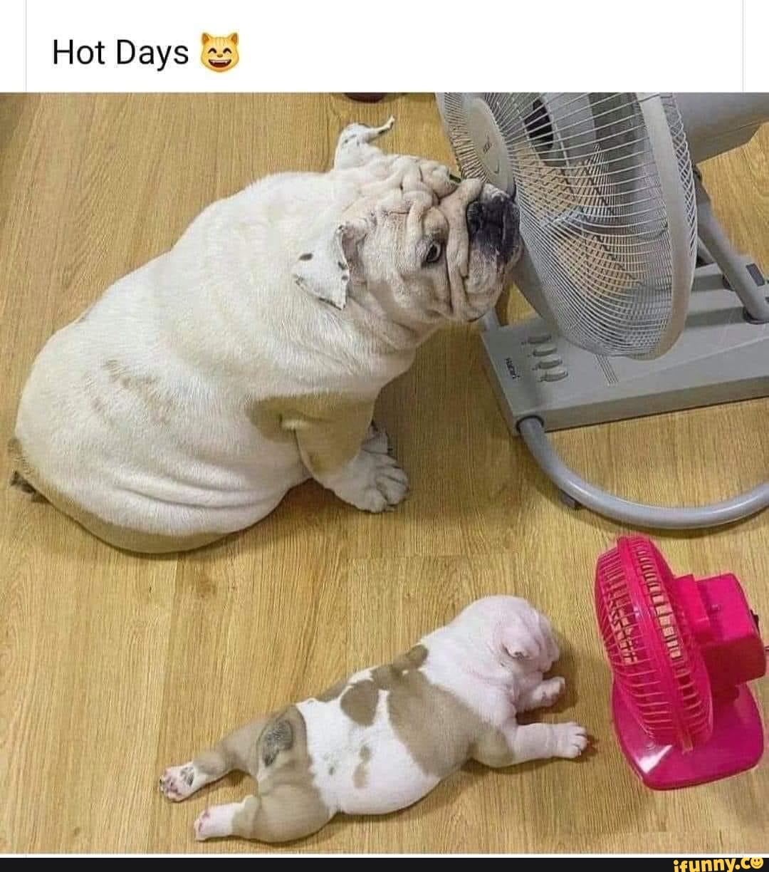 Hotdays memes. Best Collection of funny Hotdays pictures on iFunny
