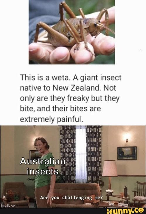 This is a weta. A giant insect native to New Zealand. Not only are they ...