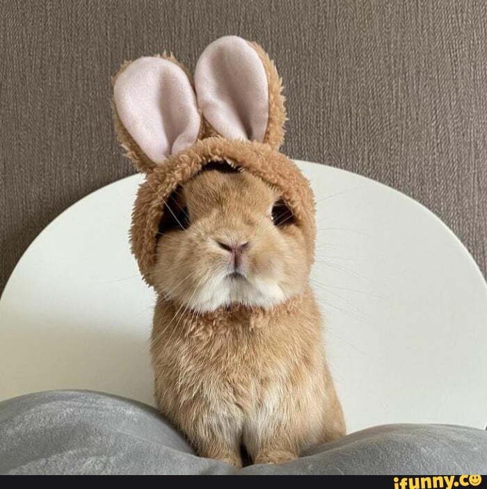 Rabbitears memes. Best Collection of funny Rabbitears pictures on iFunny