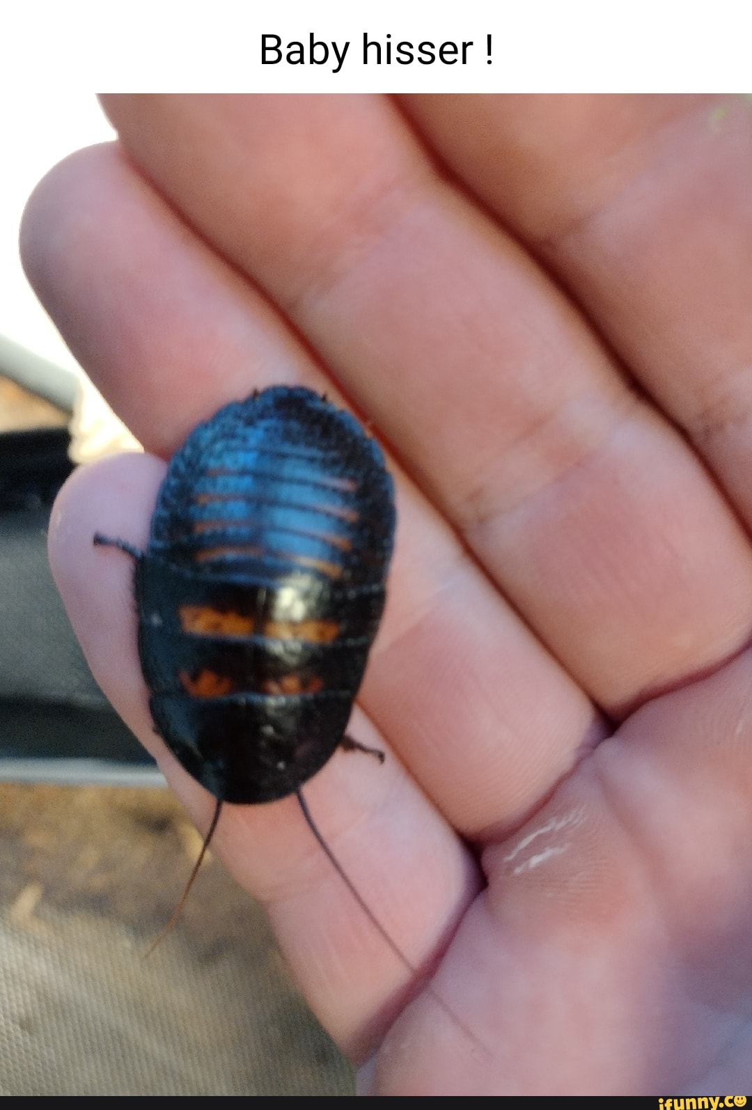 Nymph memes. Best Collection of funny Nymph pictures on iFunny