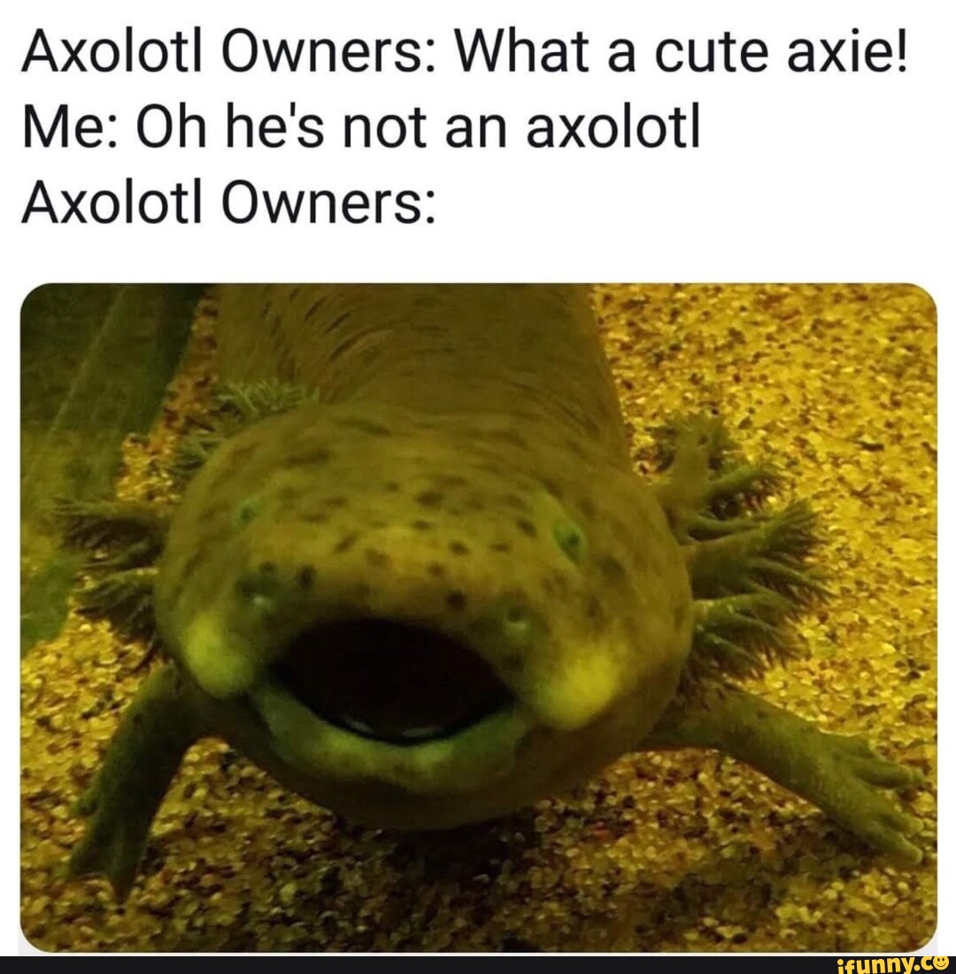 Axie memes. Best Collection of funny Axie pictures on iFunny