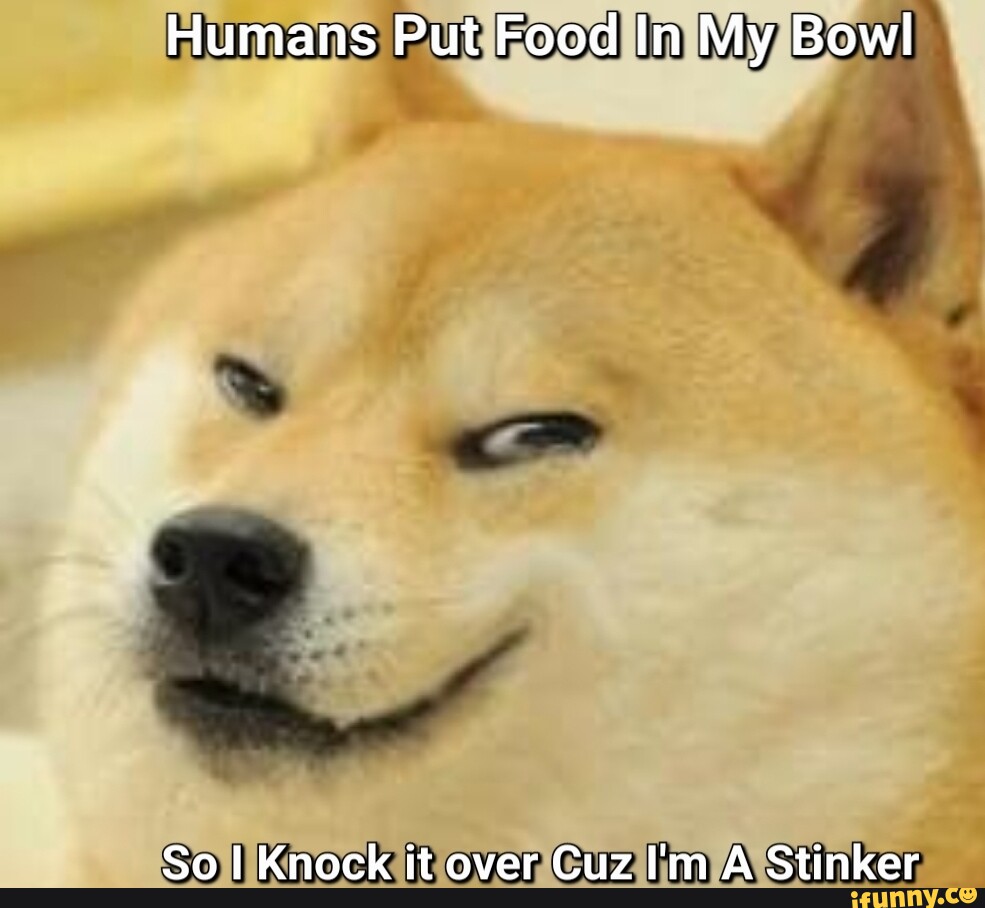 Humans Put Food In My Bowl So I Knock it over Cuz I'm A Stinker - iFunny