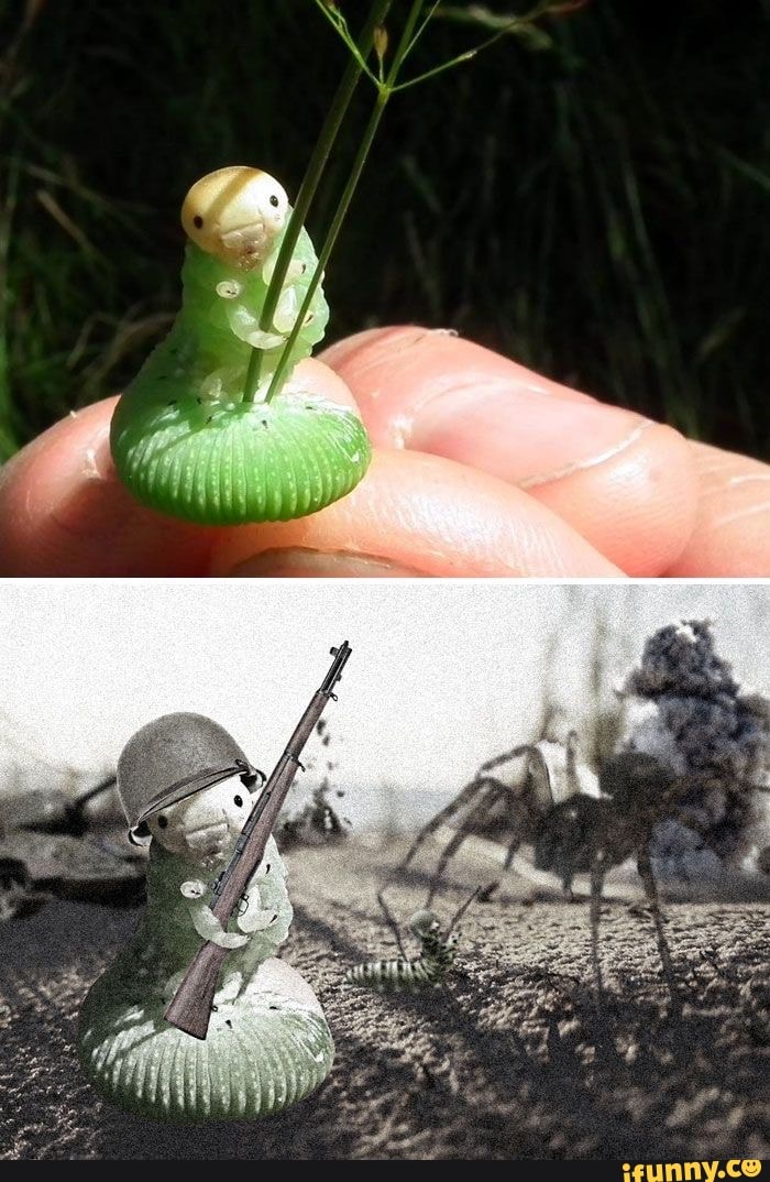 Catipillar memes. Best Collection of funny Catipillar pictures on iFunny