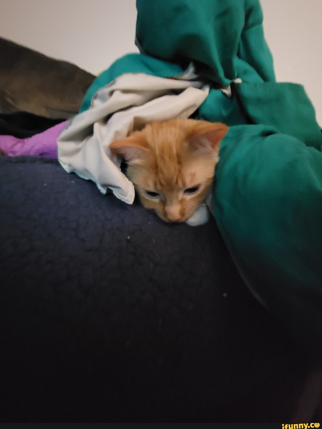 Purrito memes. Best Collection of funny Purrito pictures on iFunny