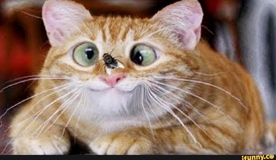 Caaat memes. Best Collection of funny Caaat pictures on iFunny