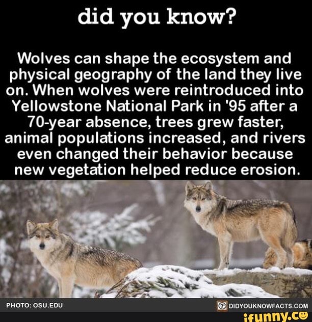 Did you know? Wolves can shape the ecosystem and physical geography of ...