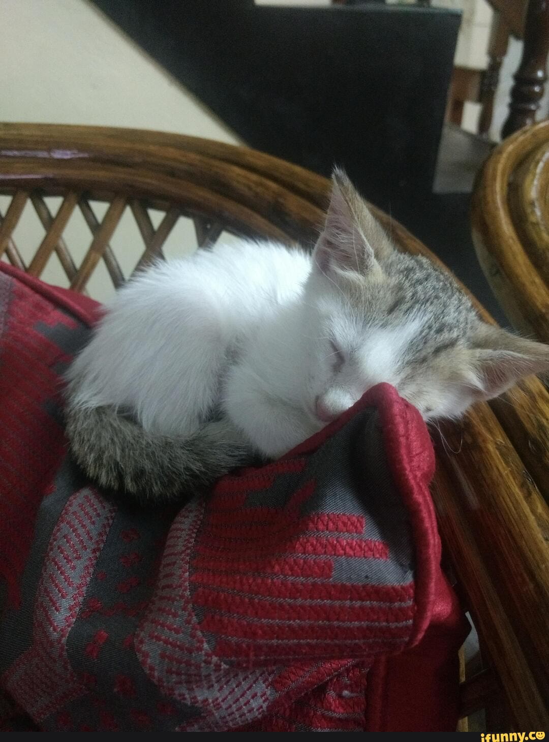 Catnapping memes. Best Collection of funny Catnapping pictures on iFunny