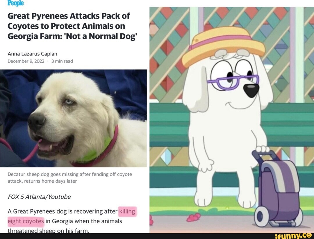 People Great Pyrenees Attacks Pack of Coyotes to Protect Animals on ...