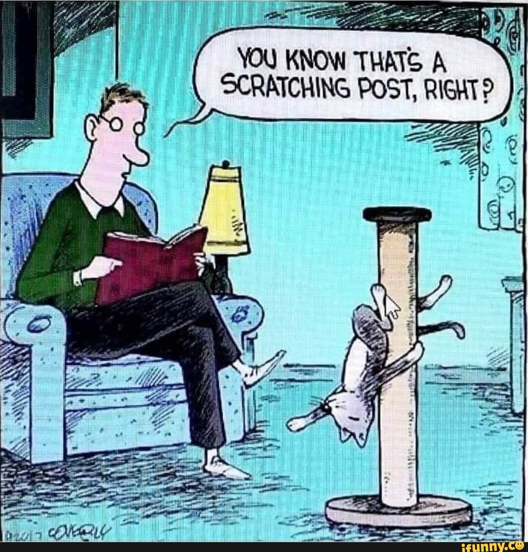 YOU KNOW THATS A SCRATCHING POST, RIGHT - iFunny