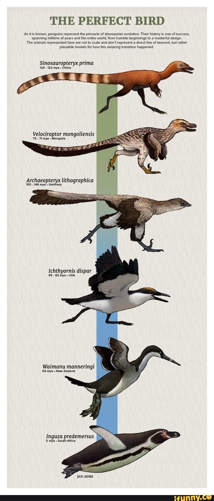 Archaeopteryx Lithographica Evolution