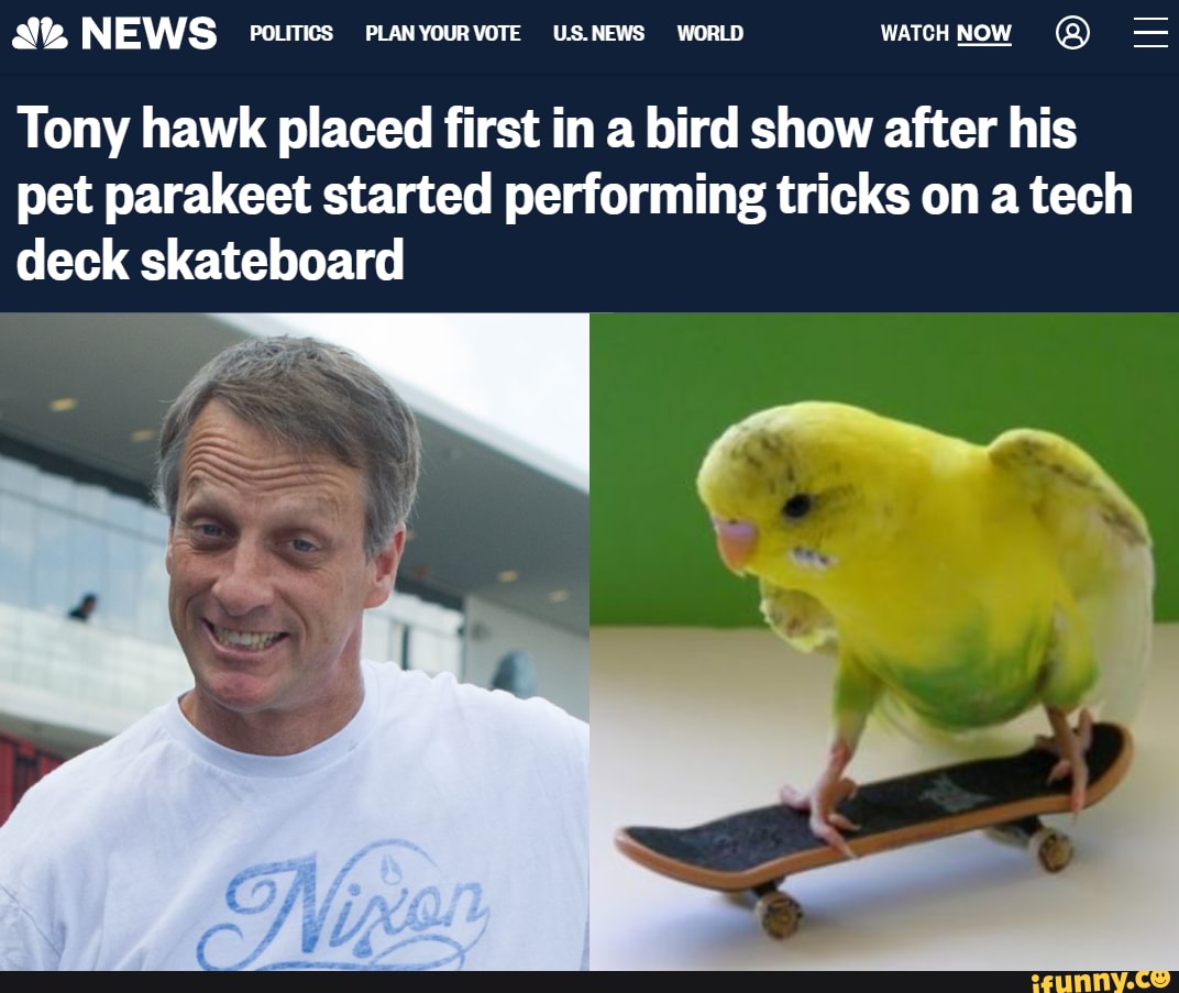 Parakeet memes. Best Collection of funny Parakeet pictures on iFunny