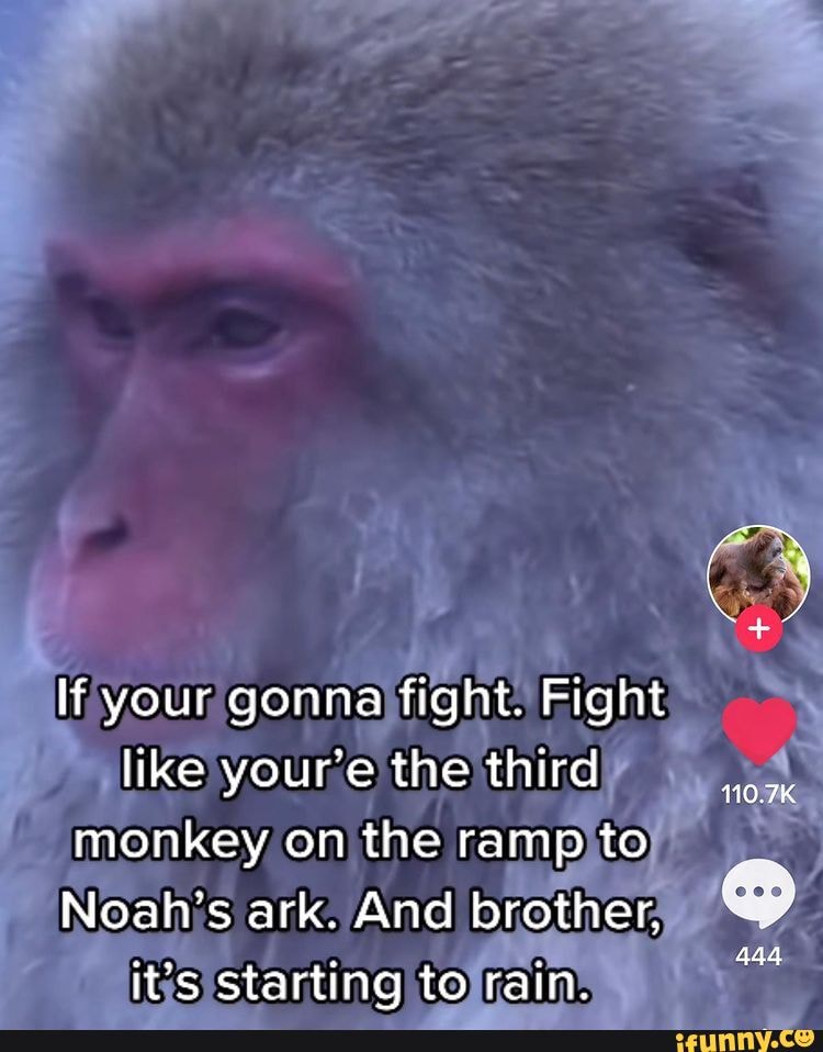 If your gonna fight. Fight like youre the third monkey on the ramp to ...
