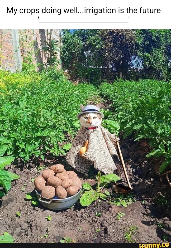 My crops doing well...irrigation is the future - iFunny