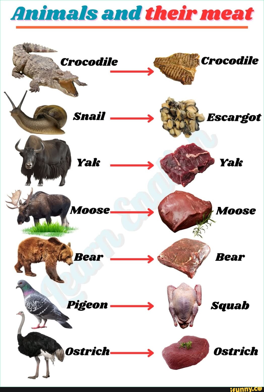 Animals and their meat Ostrich_---_" Ostrich - iFunny