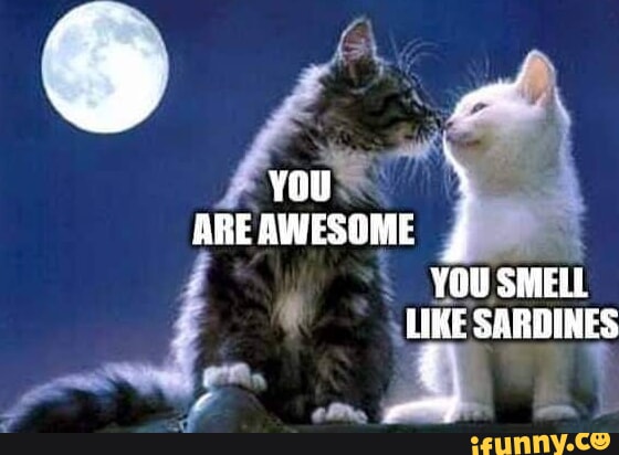 Sardines memes. Best Collection of funny Sardines pictures on iFunny