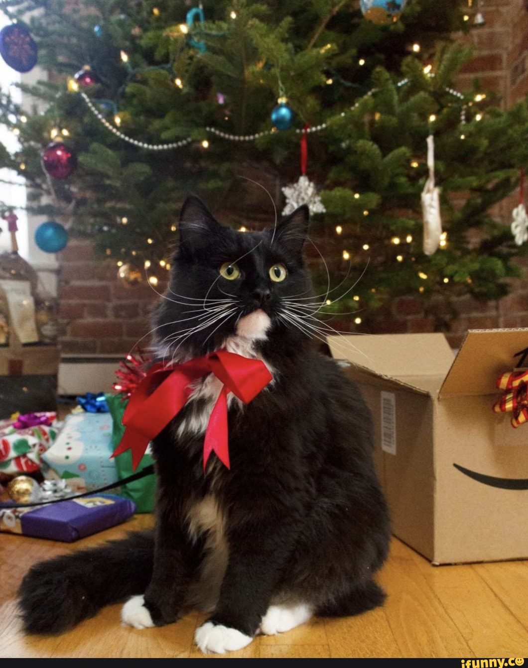 Starlet memes. Best Collection of funny Starlet pictures on iFunny