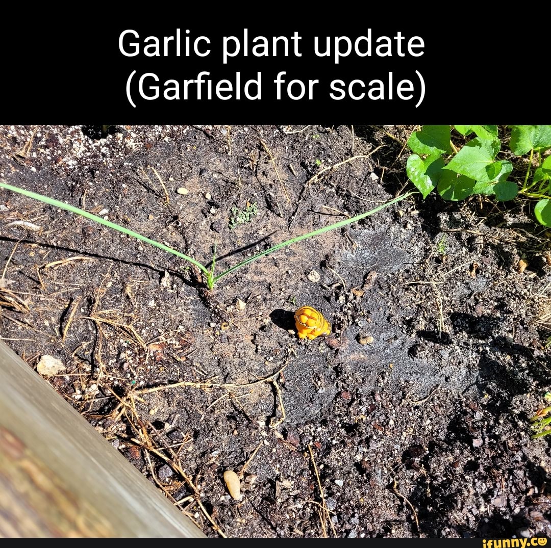 Garlic plant update (Garfield for scale) - iFunny