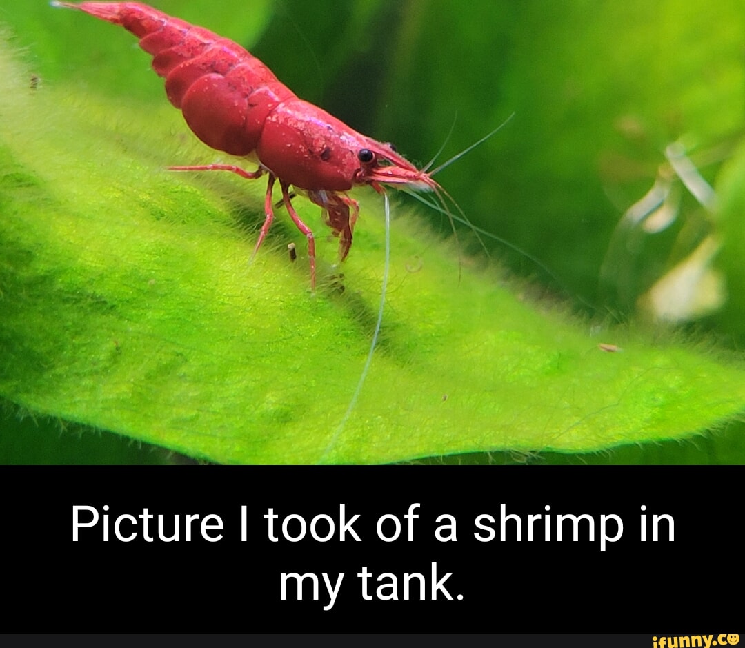 Shrimps memes. Best Collection of funny Shrimps pictures on iFunny