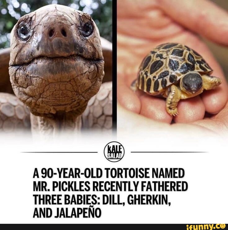 A90-YEAR-OLD TORTOISE NAMED MR. PICKLES RECENTLY FATHERED THREE BABIES ...