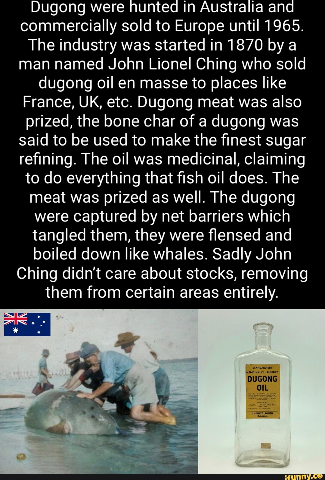 Dugong were hunted in Australia and commercially sold to Europe until ...