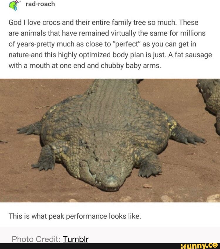 God I love crocs and their entire family tree so much. These are ...
