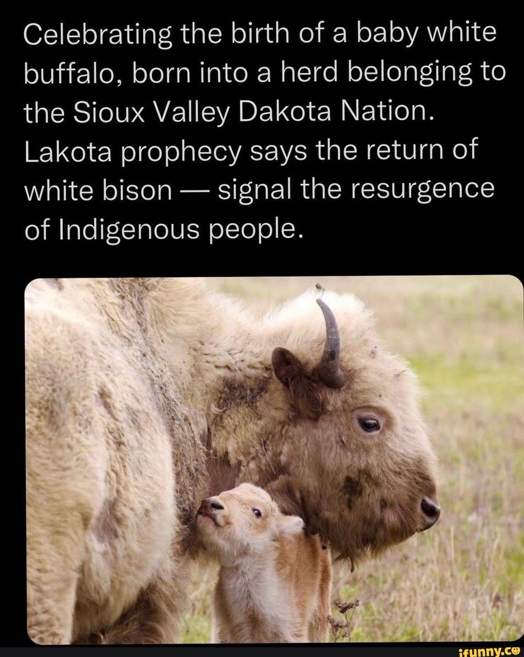 Celebrating the birth of a baby white buffalo, born into a herd ...