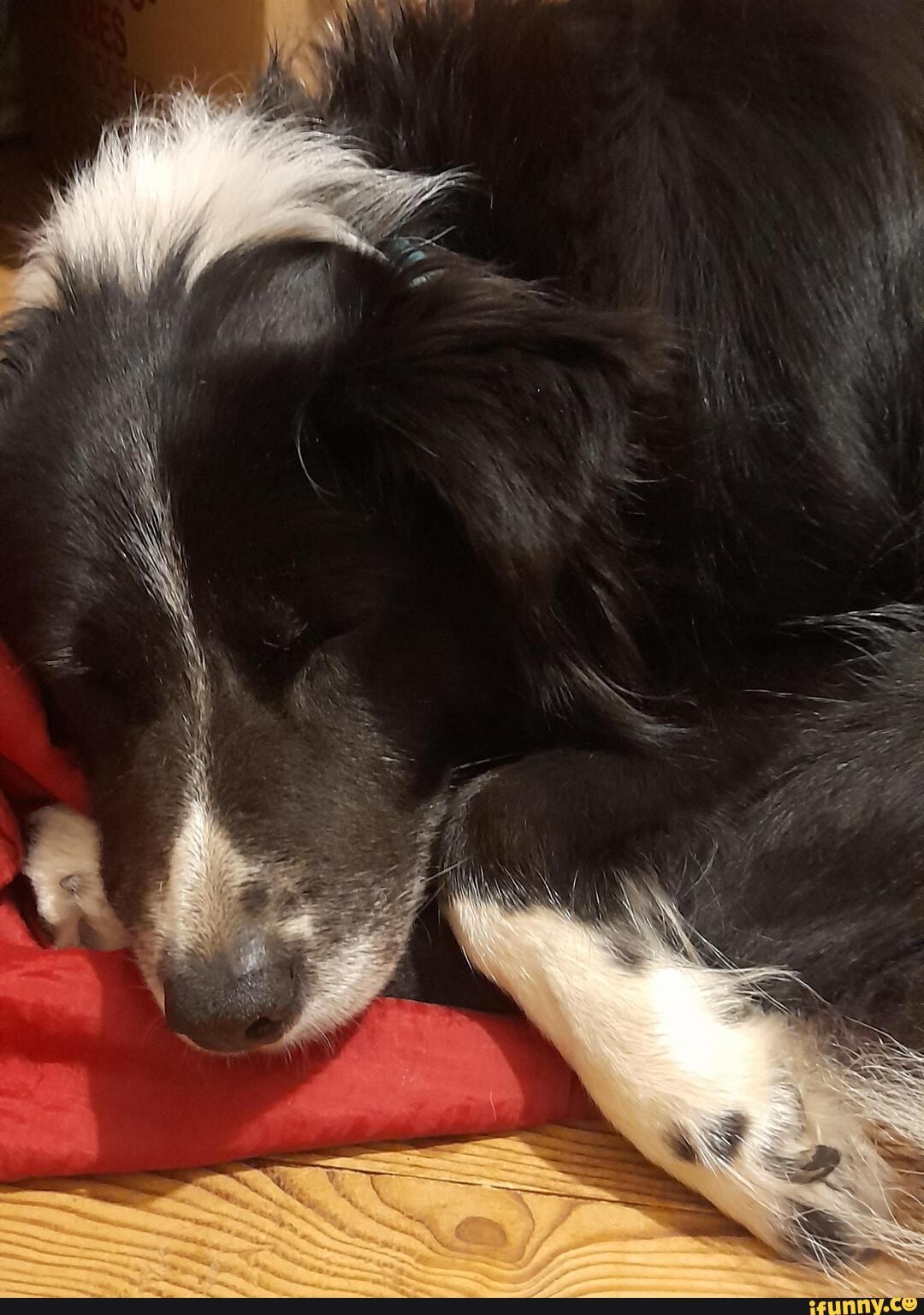 Bordie memes. Best Collection of funny Bordie pictures on iFunny