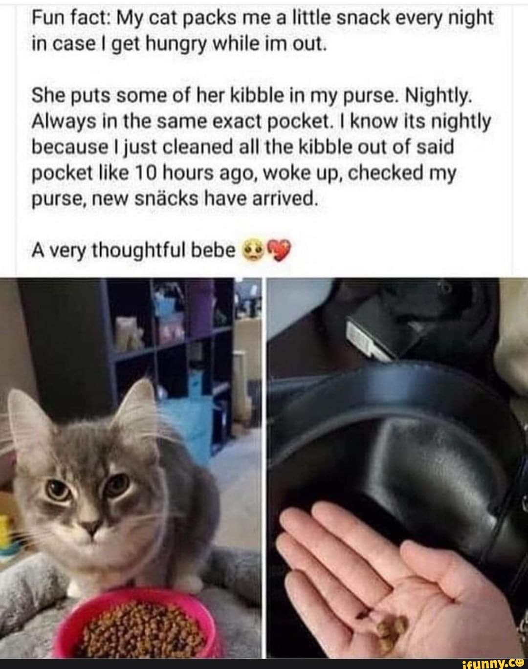 Kibble memes. Best Collection of funny Kibble pictures on iFunny