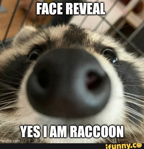 FACE REVEAL YES AM RACCOON - iFunny