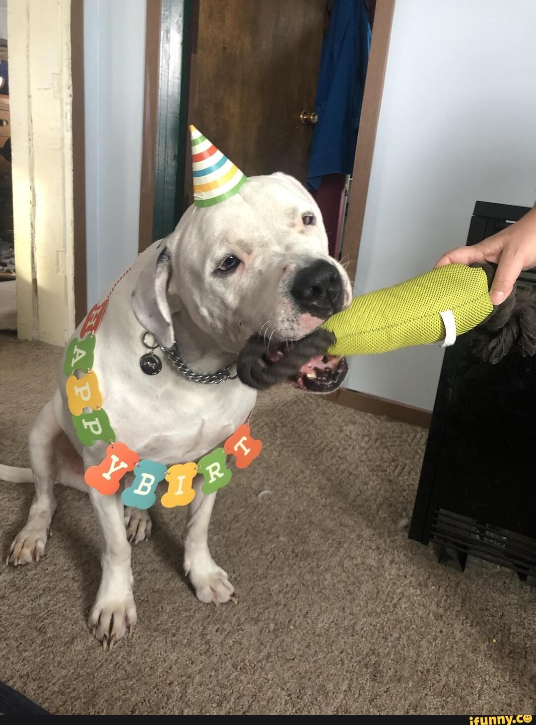 Gotcha_day memes. Best Collection of funny Gotcha_day pictures on iFunny