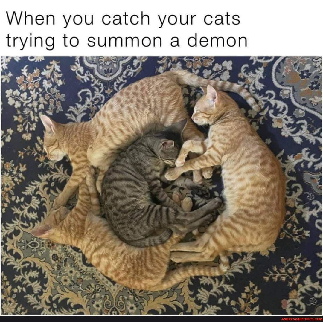 When you catch your cats trying to summon a demon - America’s best pics ...