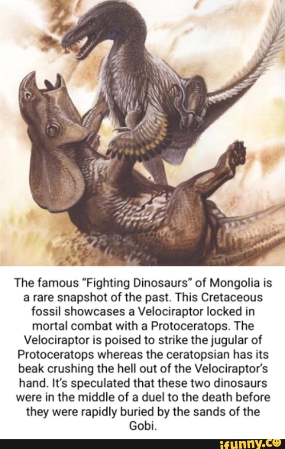 The famous "Fighting Dinosaurs" of Mongolia is a rare snapshot of the past. This Cretaceous ...