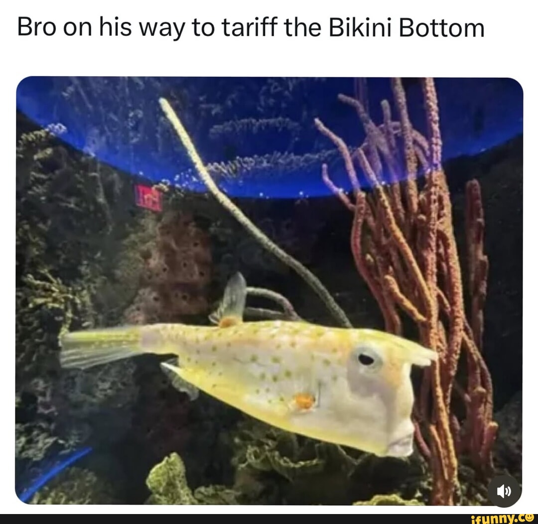 Bro on his way to tariff the Bikini Bottom - iFunny