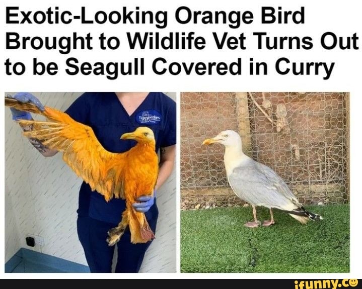 Exotic-Looking Orange Bird Brought to Wildlife Vet Turns Out to be ...