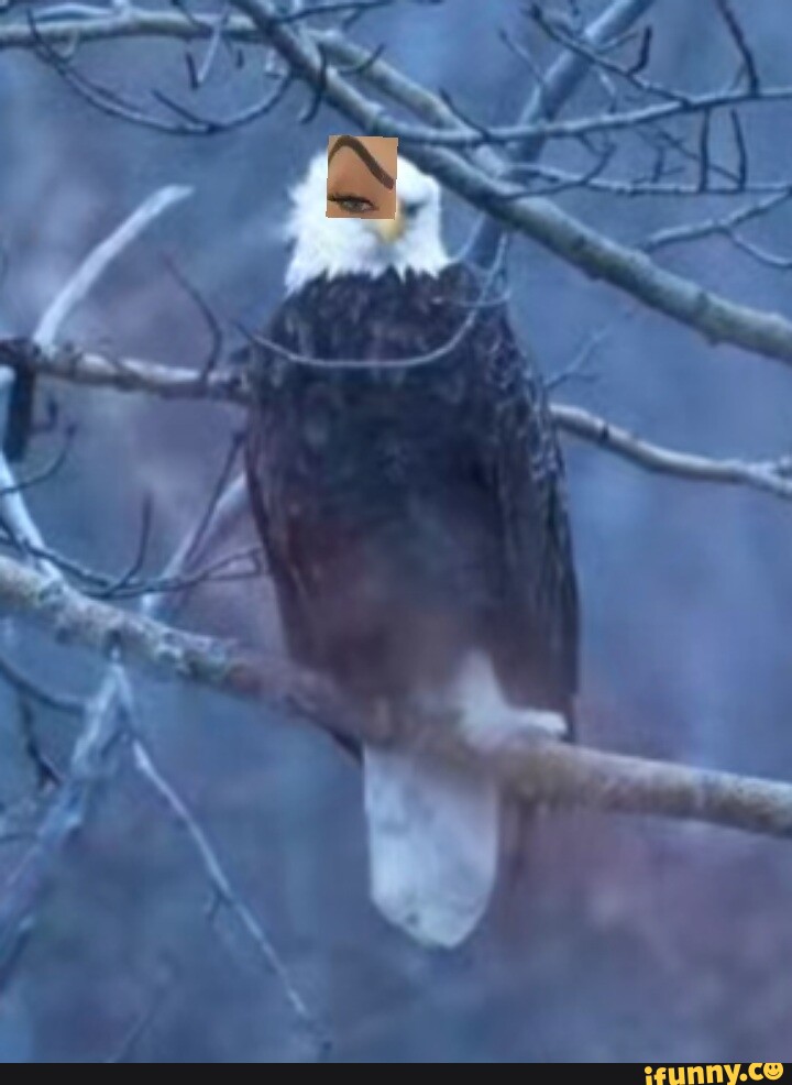 Eyebrow memes. Best Collection of funny Eyebrow pictures on iFunny