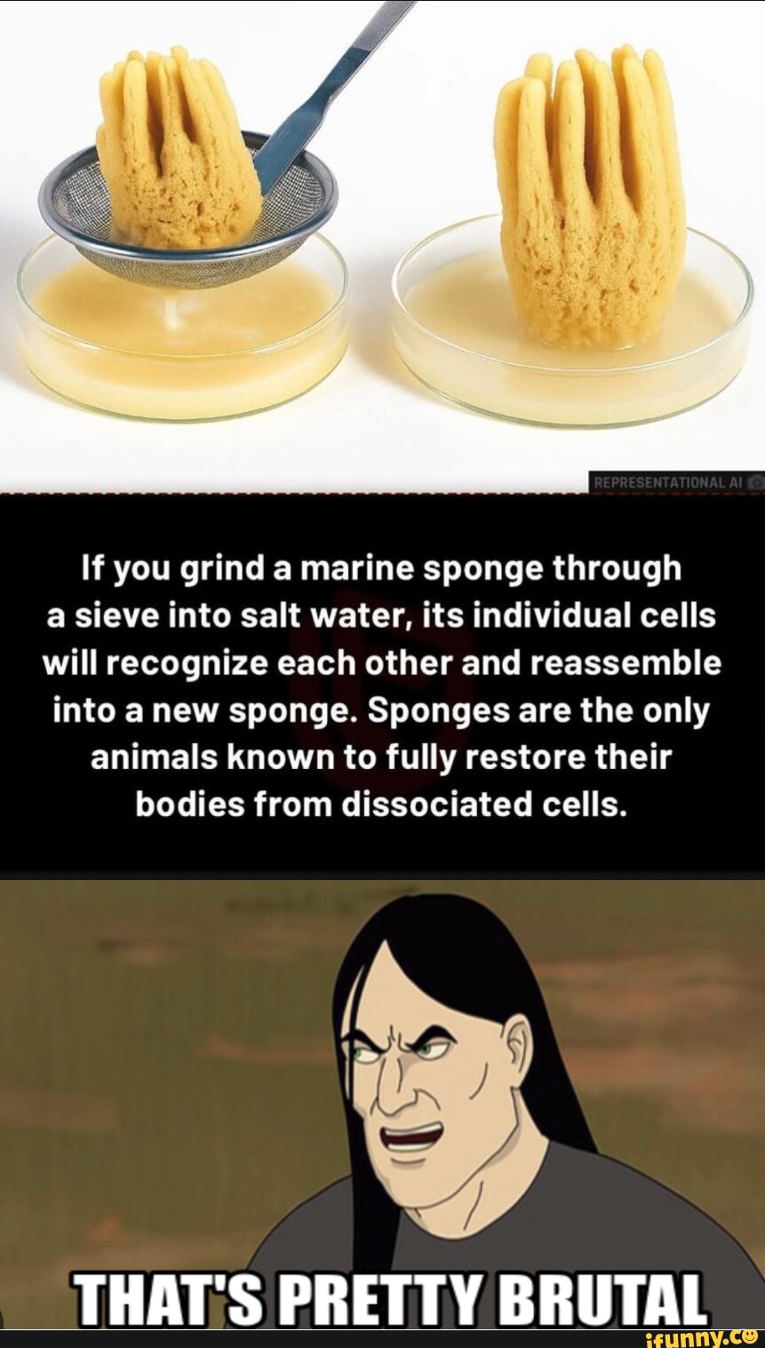 If you grind a marine sponge through a sieve into salt water, its ...