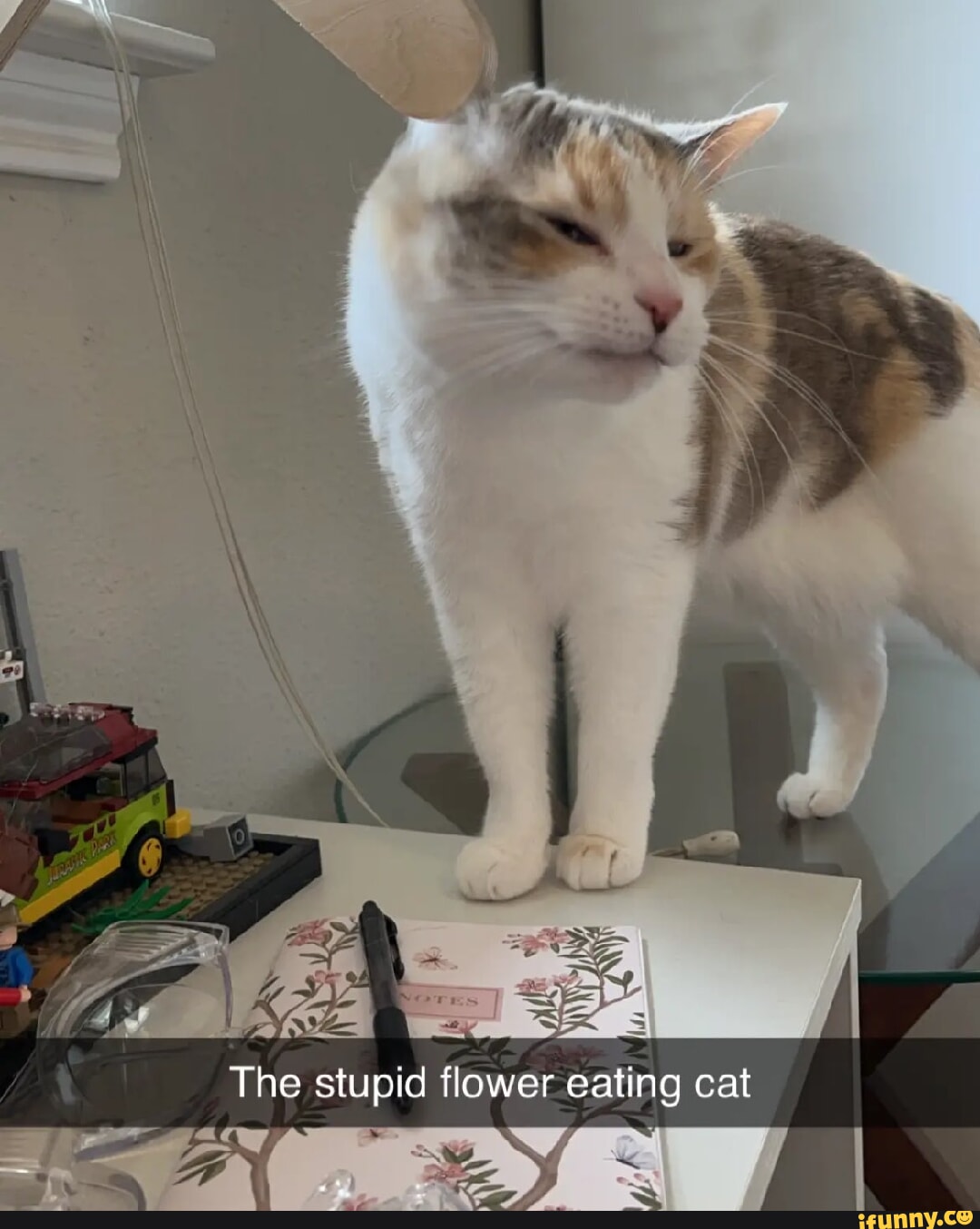 The stupid flower cating cat - iFunny